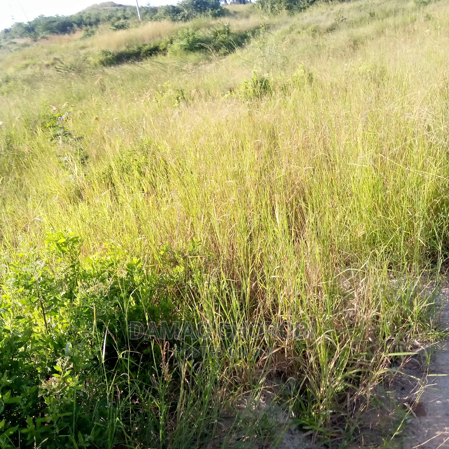 Shamba Acre 1000 Zinauzwa Mkata in Mkata - Land & Plots for Sale, Dar ...