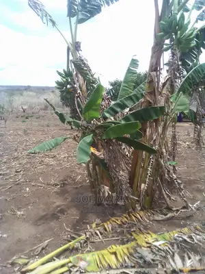 Shamba Linauzwa Handeni in Kwasunga - Land & Plots for Sale, Joe Mark ...