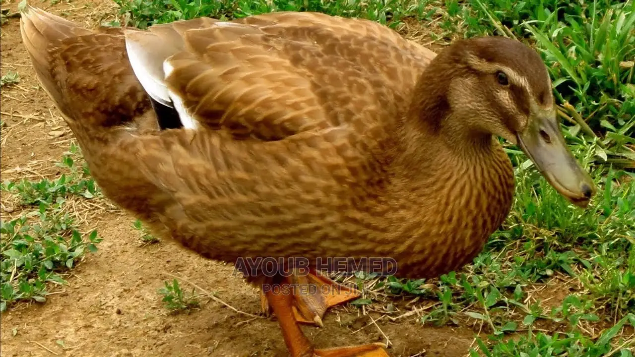 Khaki Campbell Ducks in Ilala - Farm Animals, Al Noor General Supplier ...