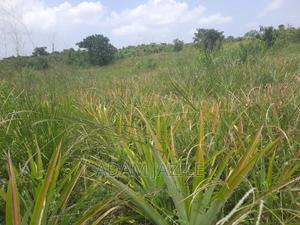 Shamba LA Nanasi LA Ekari 6 Linauzwa Mwavi Fukayosi in Mwavi - Land ...