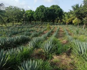Beach Plot for sale - Mt_Vendors Price: TSh 900,000,000 on Jiji.co.tz ...