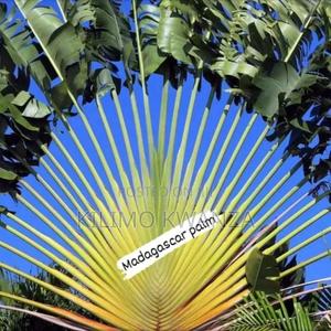 Maua Ya Mapambo in Morogoro Urban - Garden Supplies, Kilimo Kwanza ...