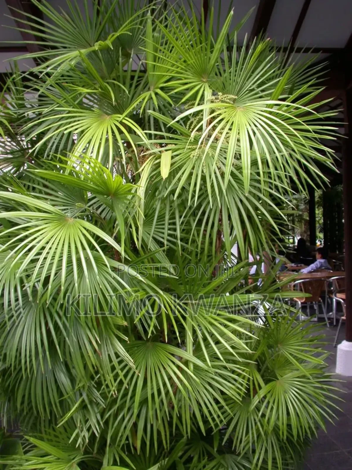 Maua Ya Mapambo in Morogoro Urban - Garden Supplies, Kilimo Kwanza ...