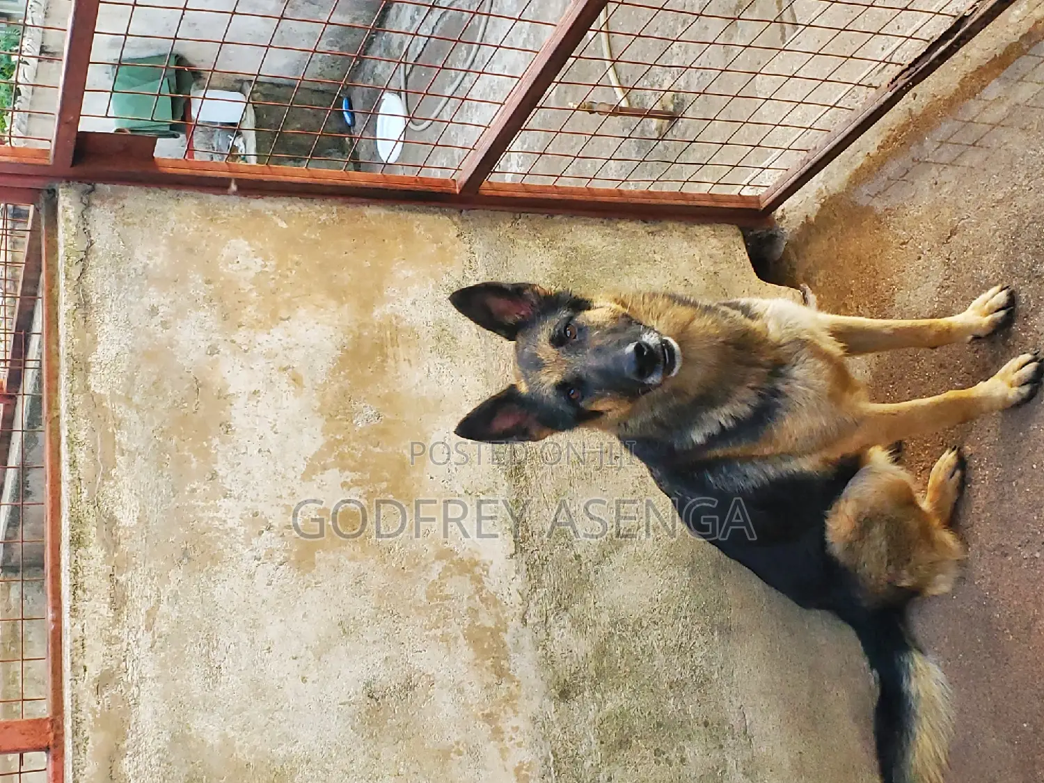 1+ year Female Purebred German Shepherd in Moshi Urban - Dogs & Puppies ...