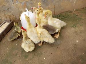 Tunauza Vifaranga Wa Bata Bukini, Mzinga,Njiwa Wa Urembo,Kang,Kuku in ...