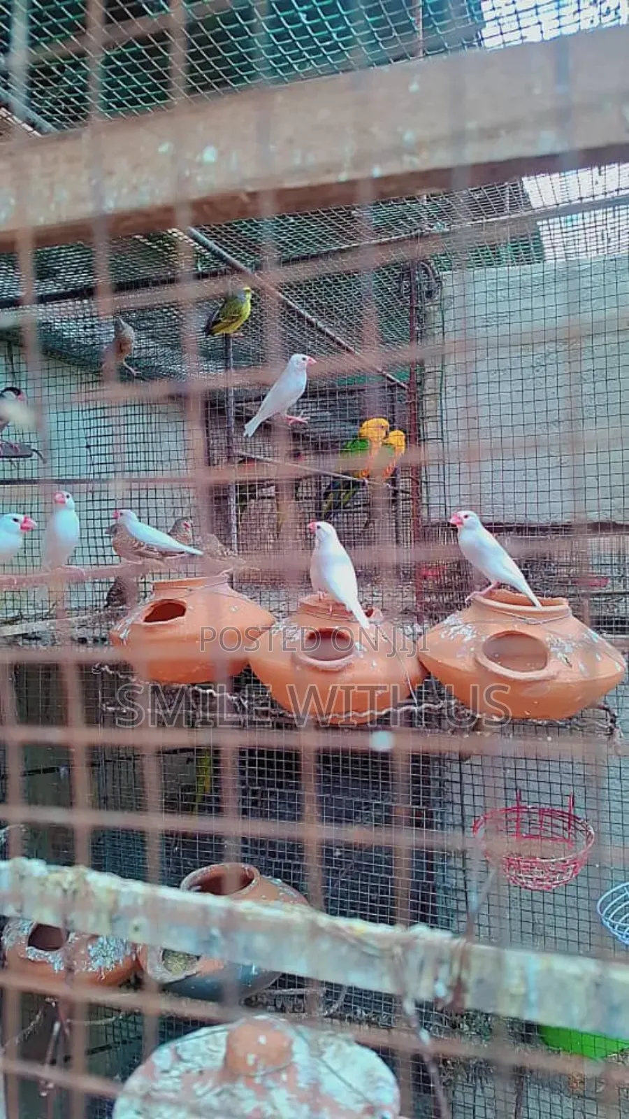 Real Java Bird in Temeke - Birds, Mr Smile | Jiji.co.tz