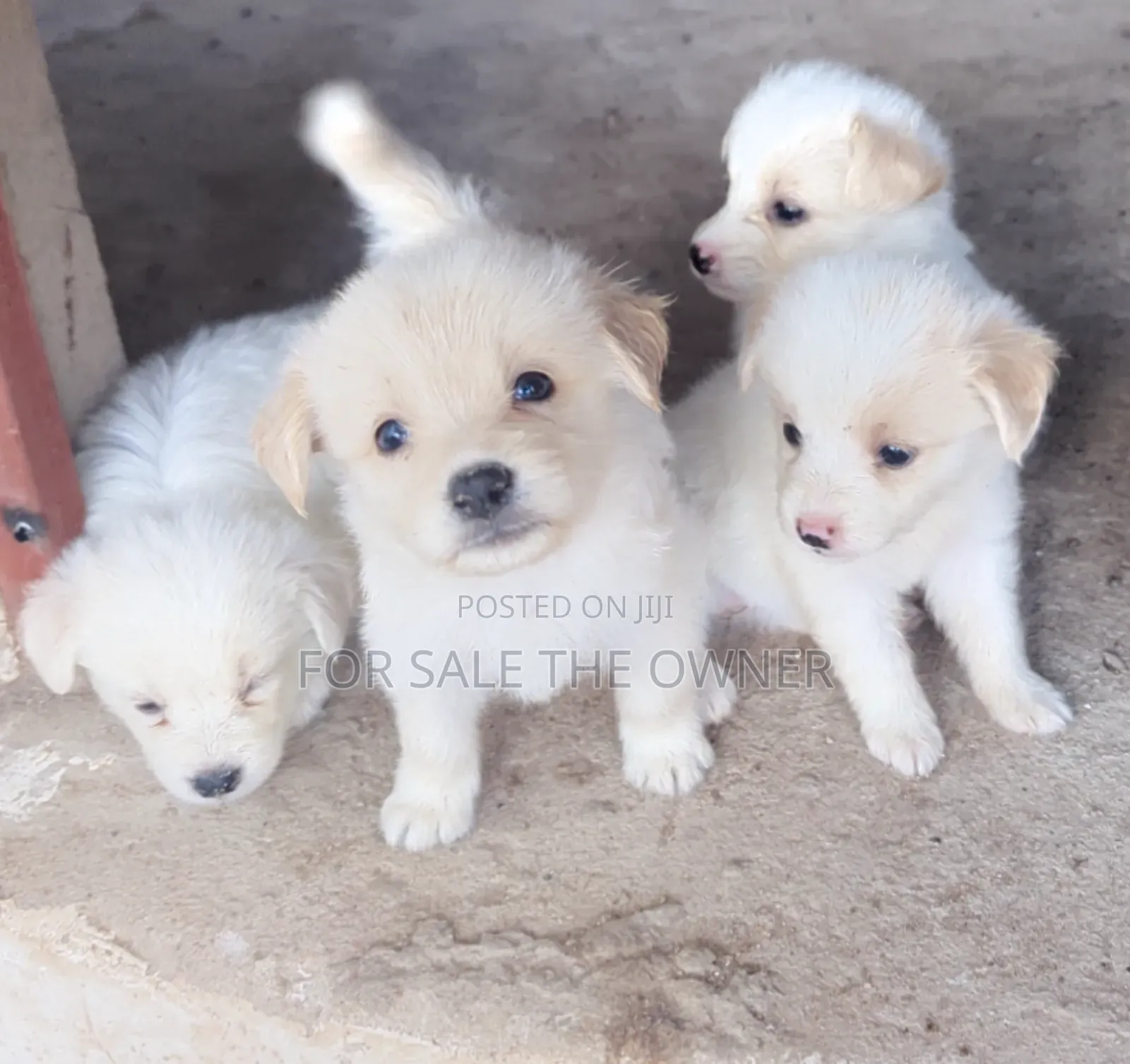 1-3 months Female Mixed Breed Japanese Spitz in Kinondoni - Dogs ...