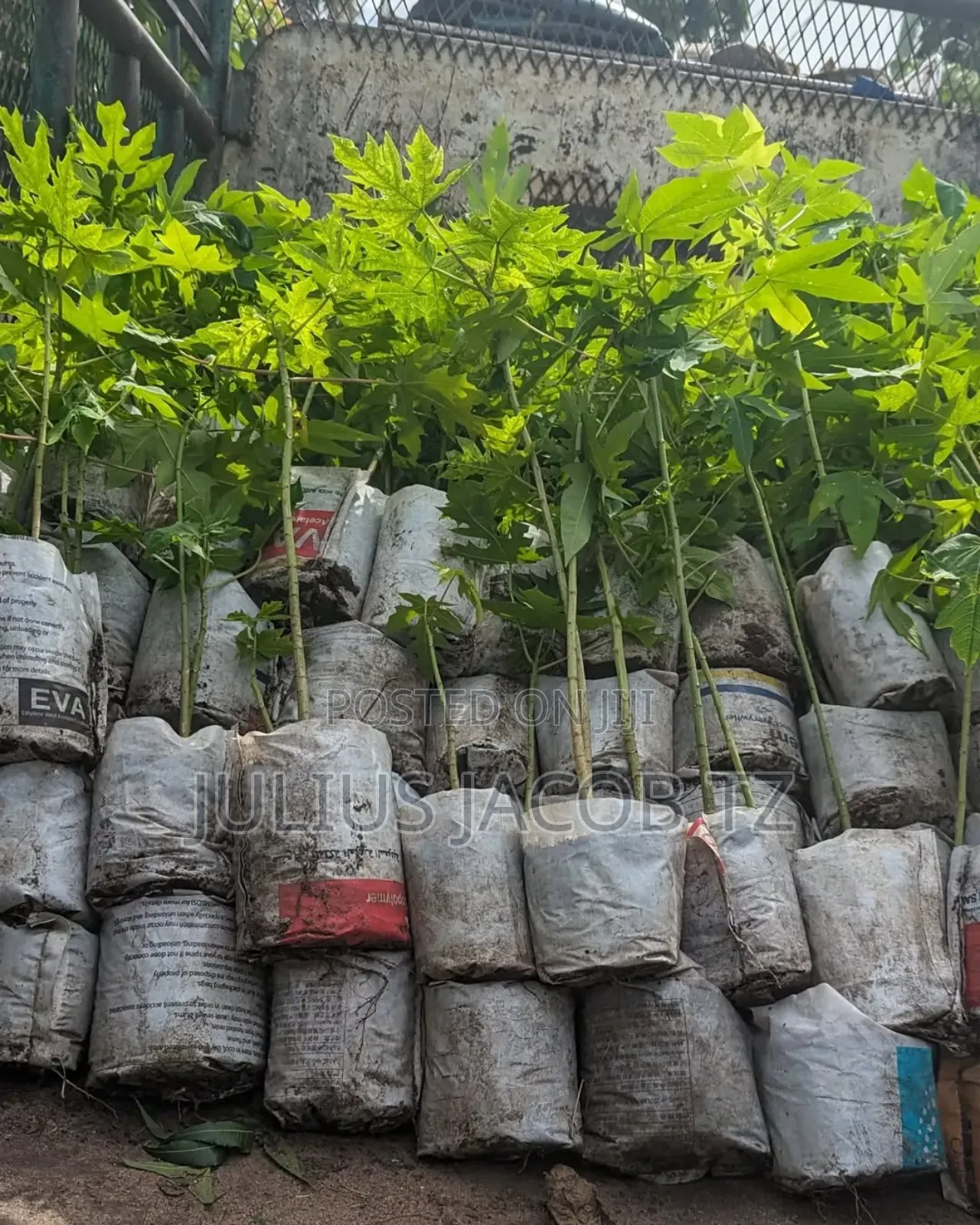 Miche Bora Ya Papai in Morogoro Urban - Feeds, Supplements & Seeds ...