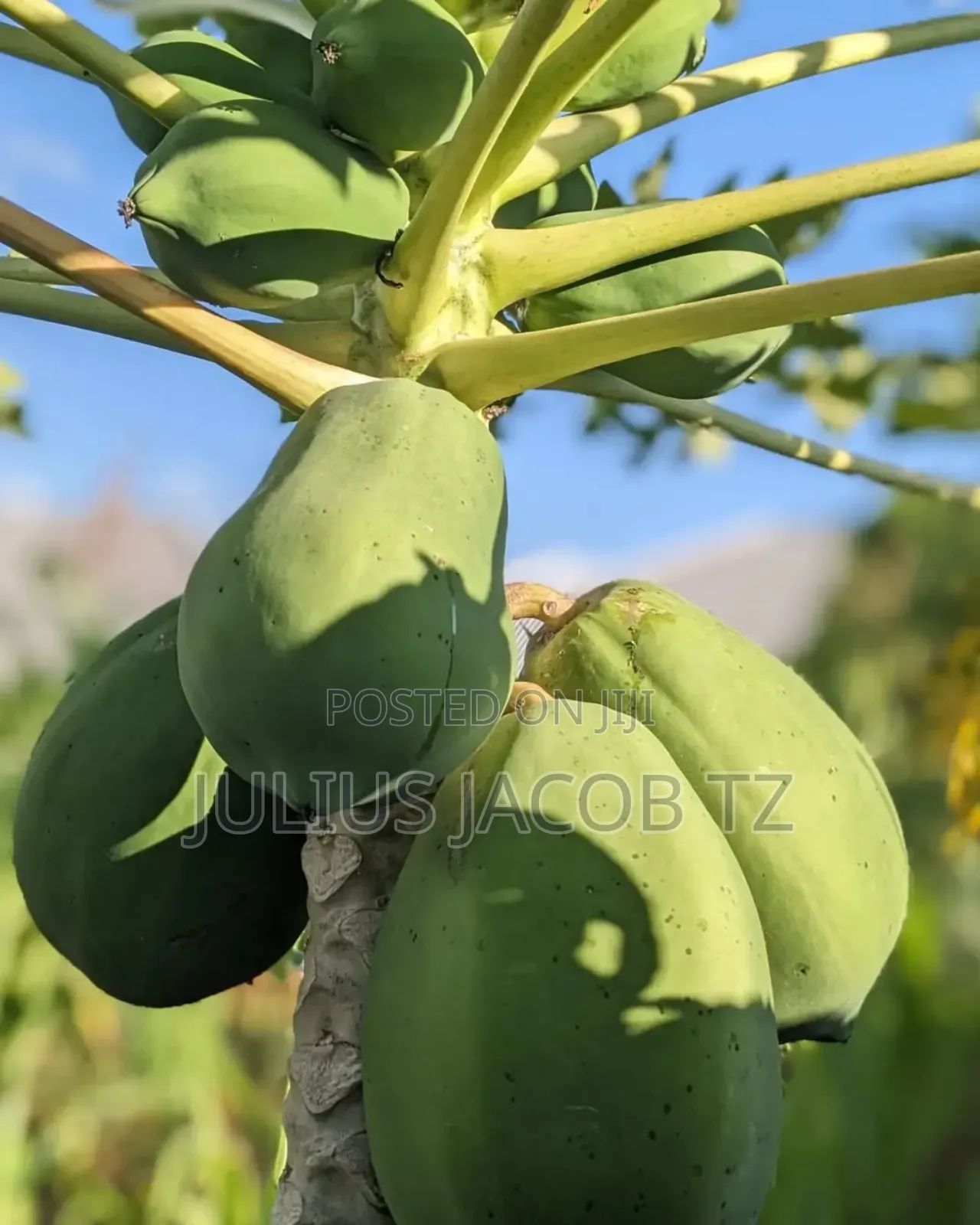 Miche Bora Ya Papai in Morogoro Urban - Feeds, Supplements & Seeds ...