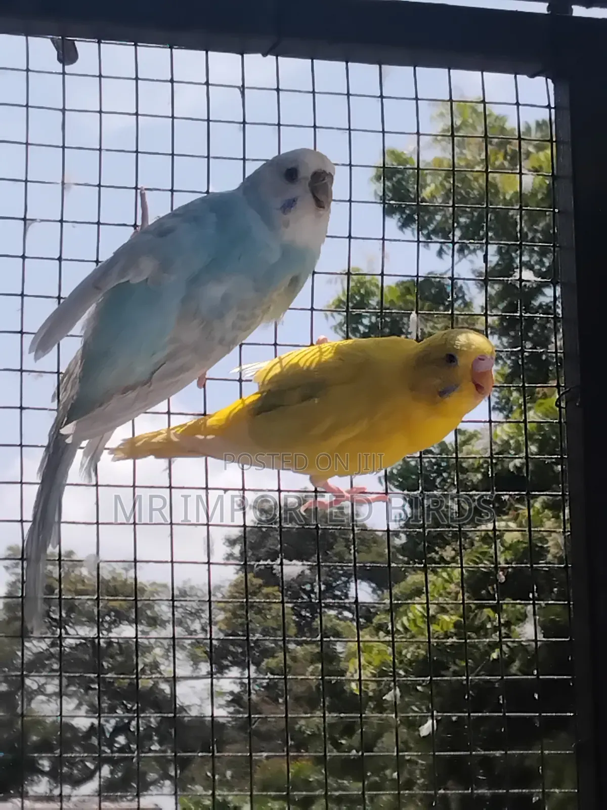 Love Bird Burgies in Temeke - Birds, Mr Imported Birds | Jiji.co.tz